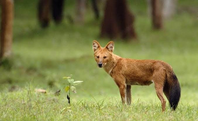 Langka! Anjing Ajag Mirip Serigala Terekam Kamera di Hutan Riau ...