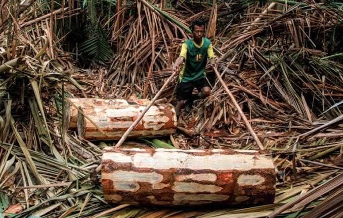 Menteri Pertanian akan Kunjungi Kepulauan Meranti Pantau Program ...