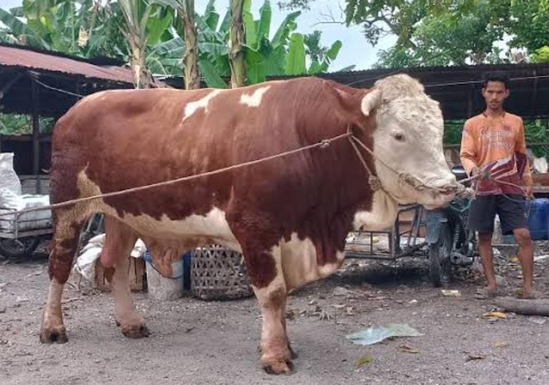 Inilah Sapi Kurban Bantuan Presiden Jokowi di Riau, Beratnya 906 ...