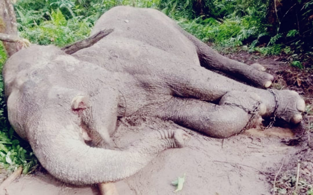Ironi Gajah Rahman Mati Diracun dan Sikap Menteri LHK Tak Kunjung ...