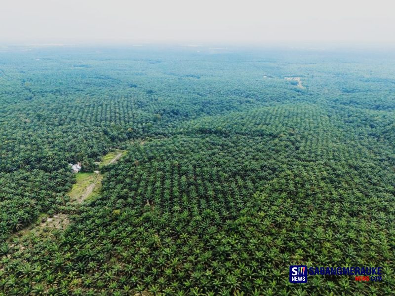 Kebun Kelapa Sawit Di Riau